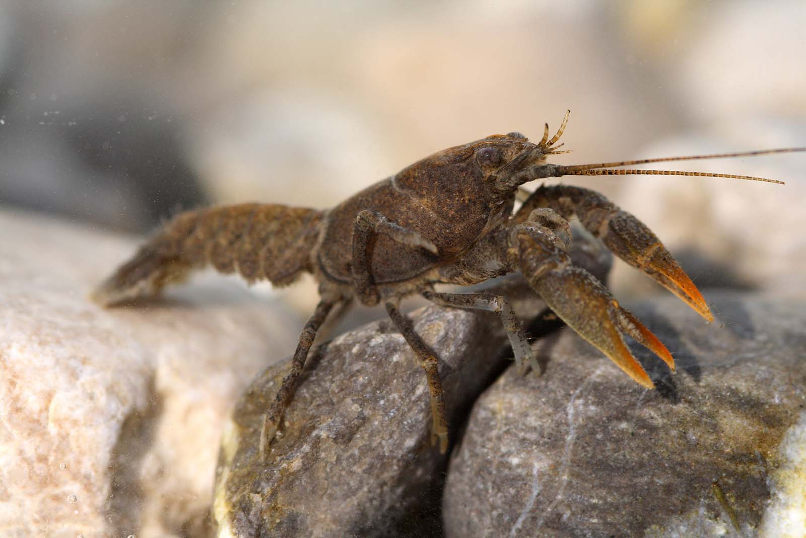 Tier des Monats: Der Steinkrebs | Blühendes Österreich