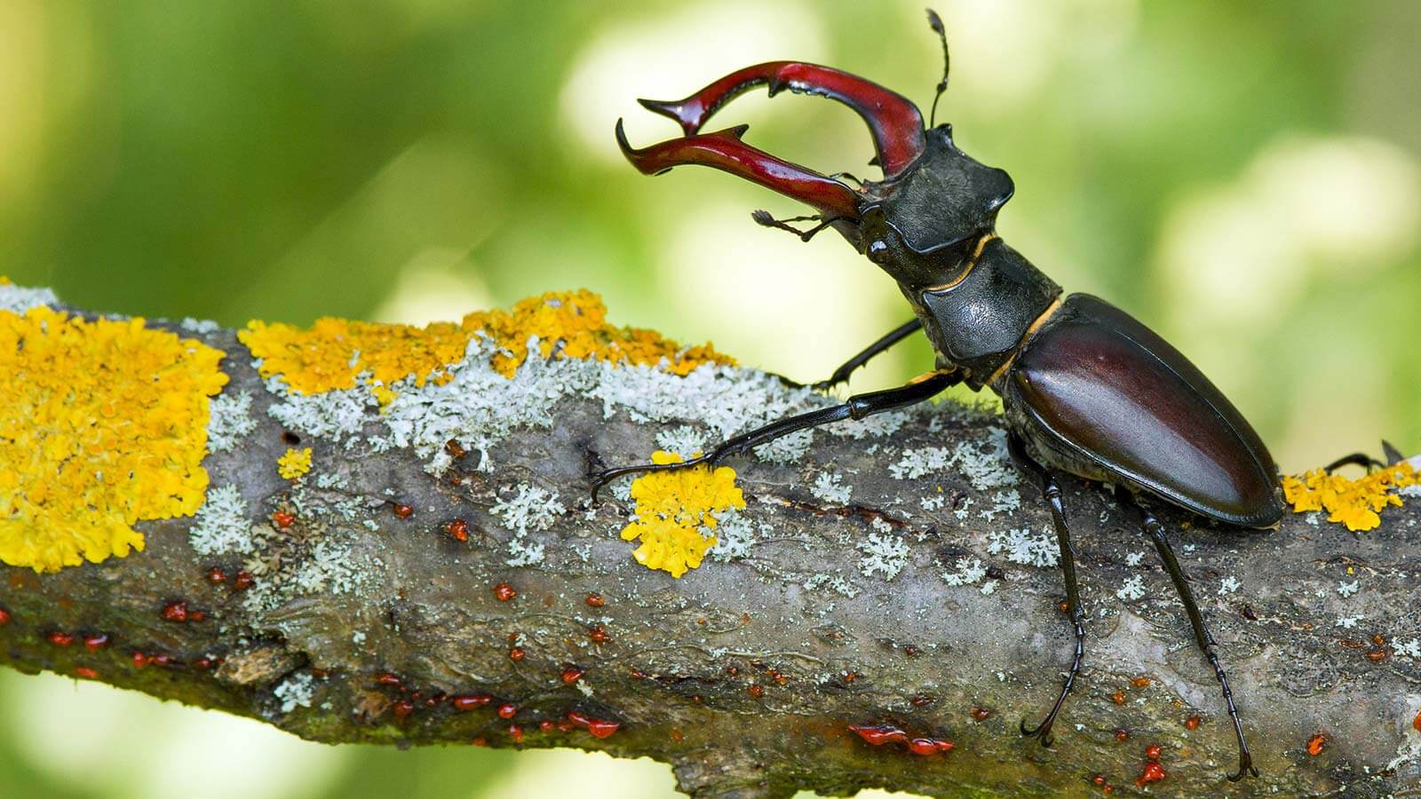Der Hirschkäfer: 5 Fakten zum geweihten Käfer | Blühendes Österreich