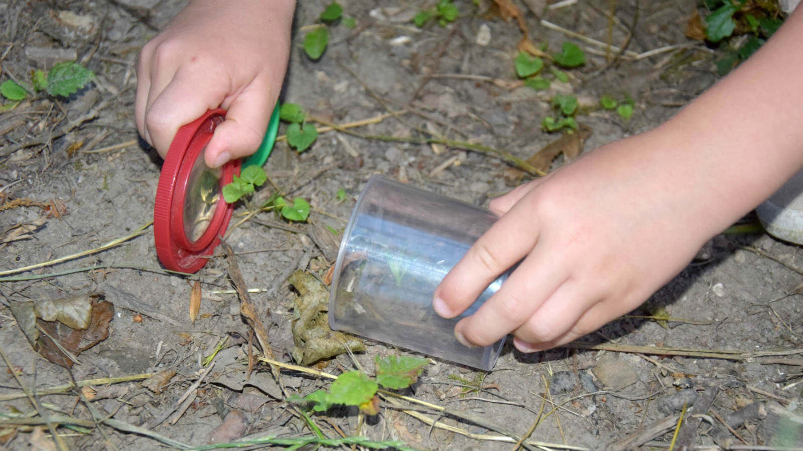 Natur entdecken mit Kindern: Entdeckerzone Garten! | Blühendes Österreich