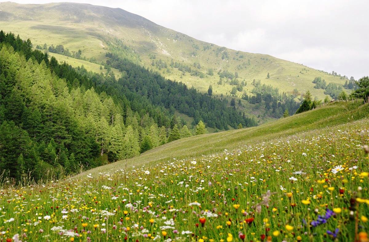 Biosphärenpark Nockberge: Wiesen mähen für die Vielfalt | Blühendes ...