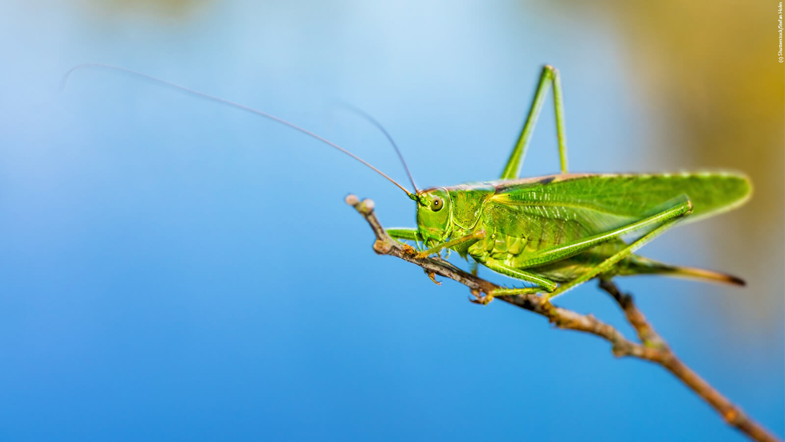 Vom Schrecken und Springen - Heuschrecken in Österreich | Blühendes ...