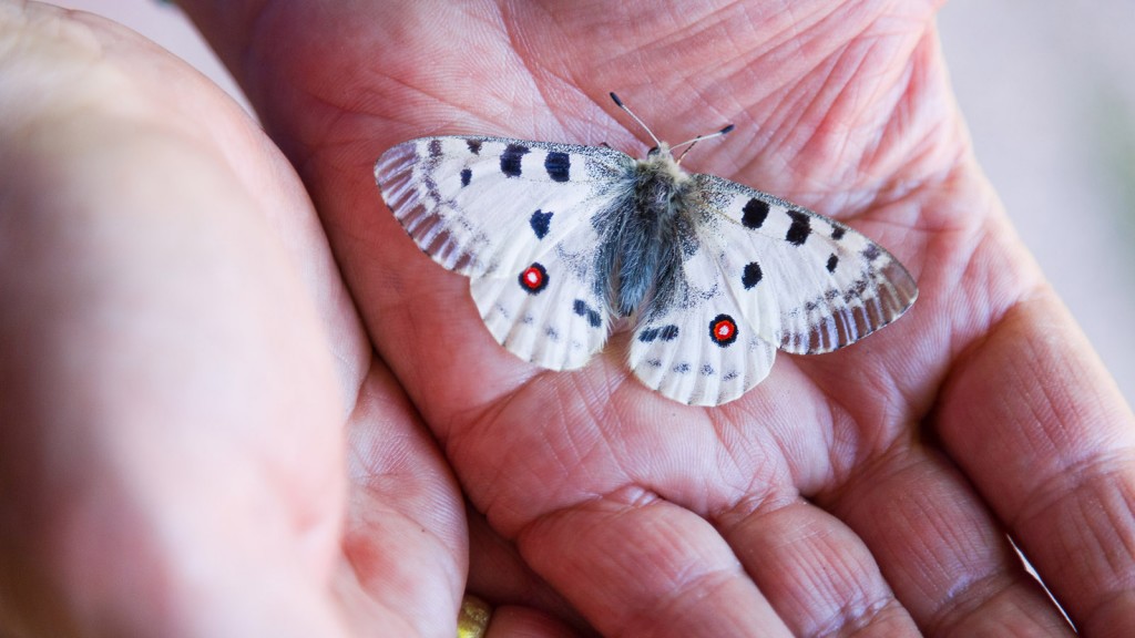 Wo der Apollofalter fliegt | Blühendes Österreich