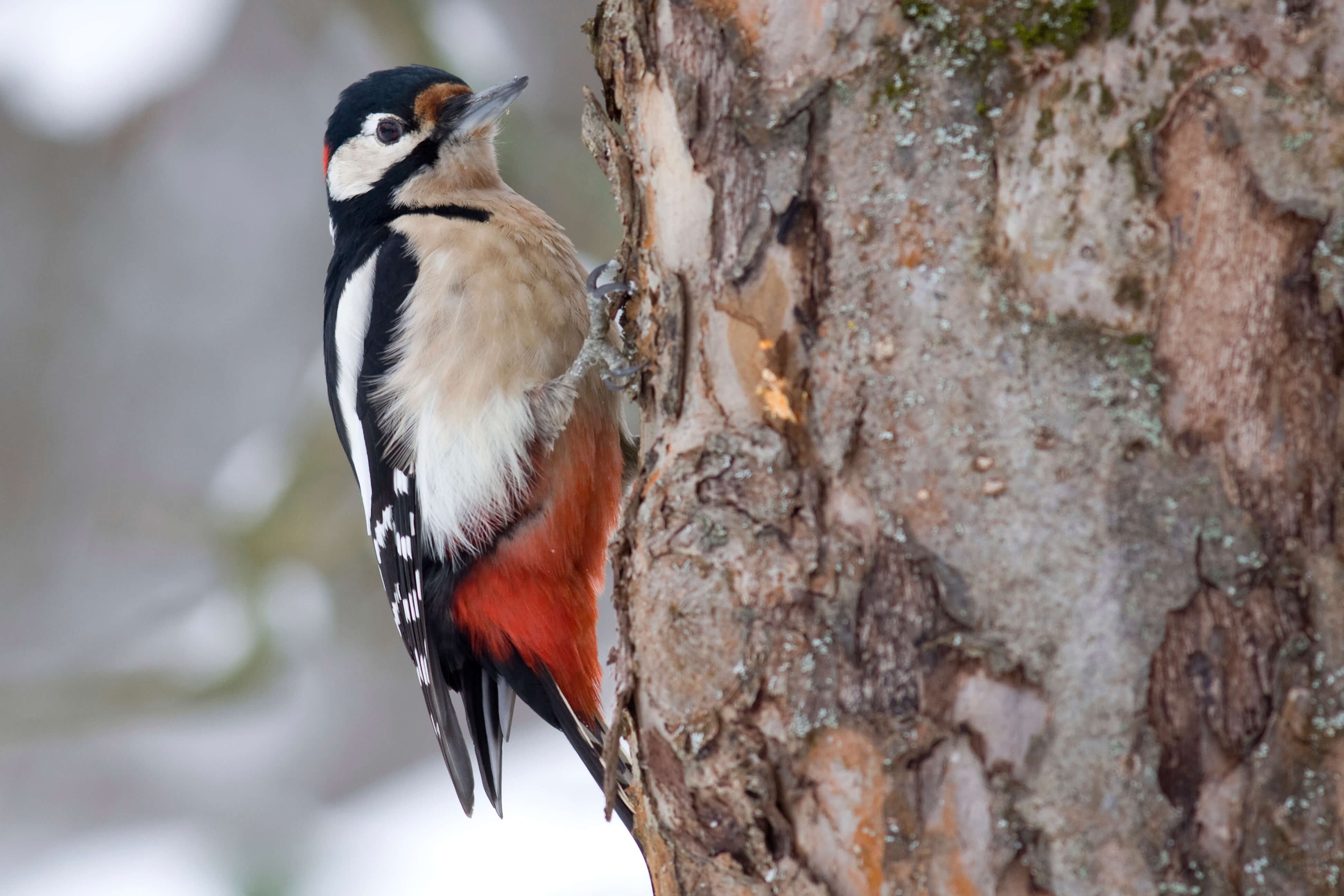 Buntspecht | Blühendes Österreich