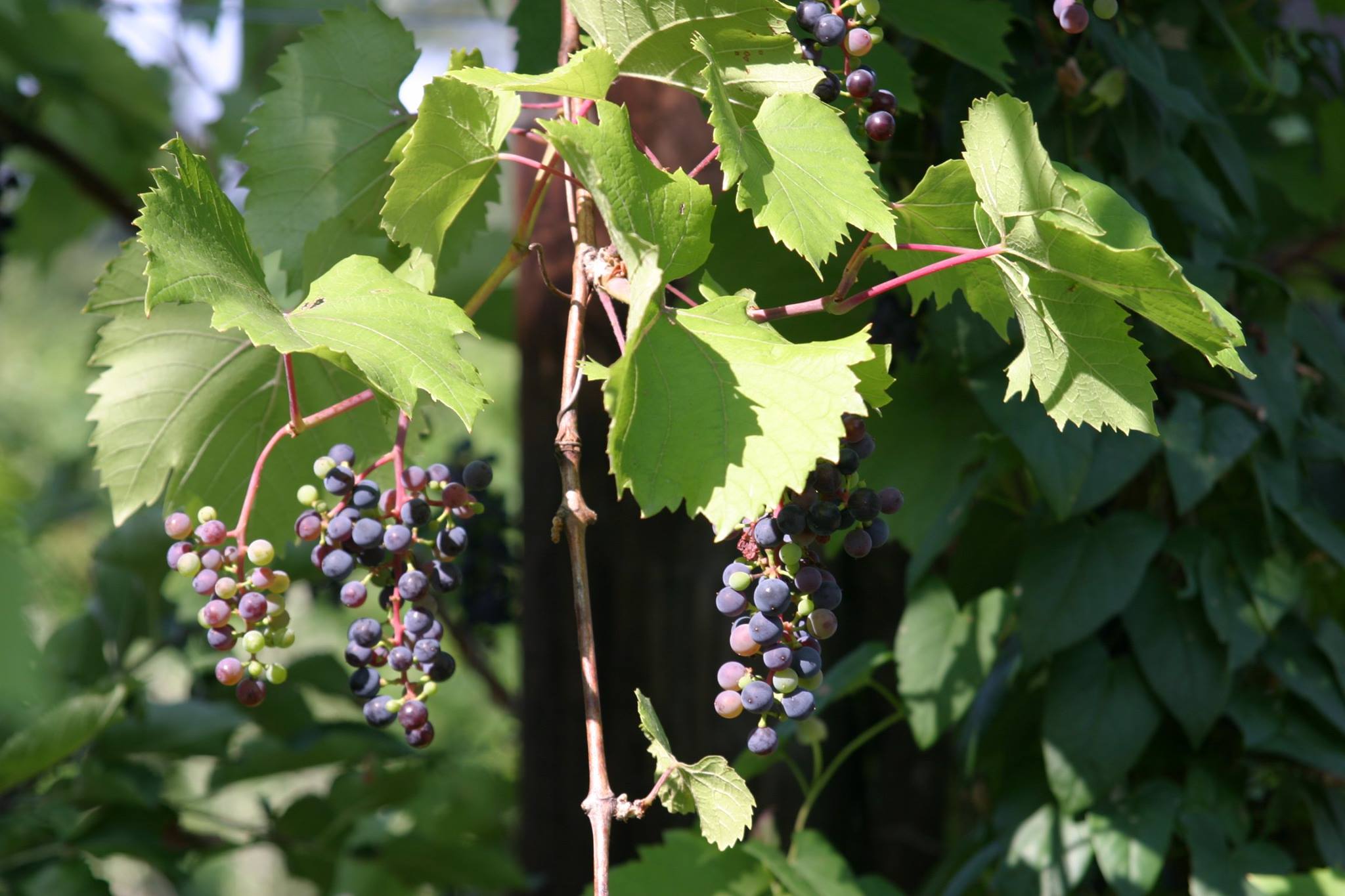 Projekteinreichung und Darstellung #wein.landschaft | Blühendes Österreich