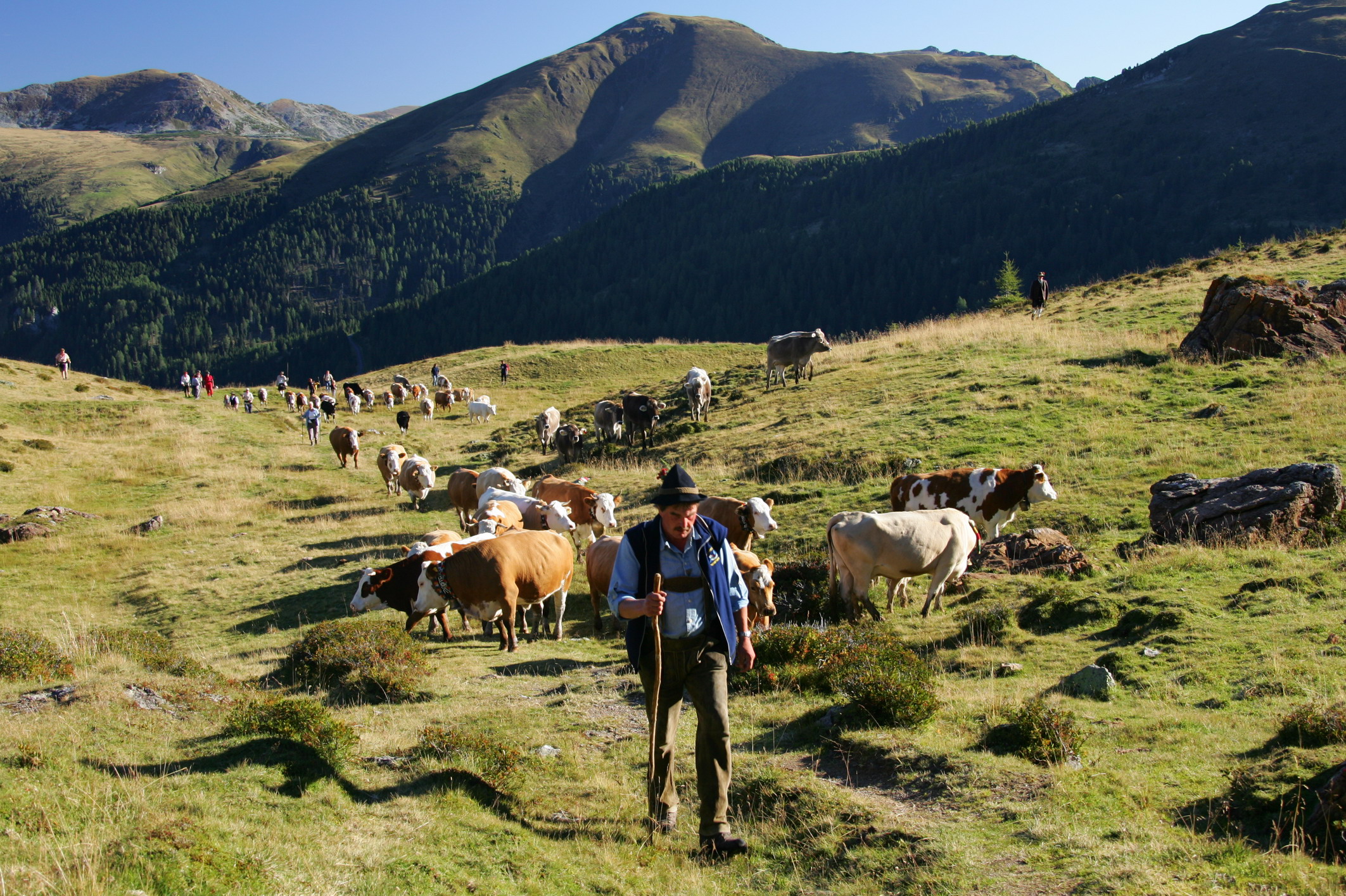 Senner*in / Senn*in / Halter*in / Schwaiger*in | Blühendes Österreich