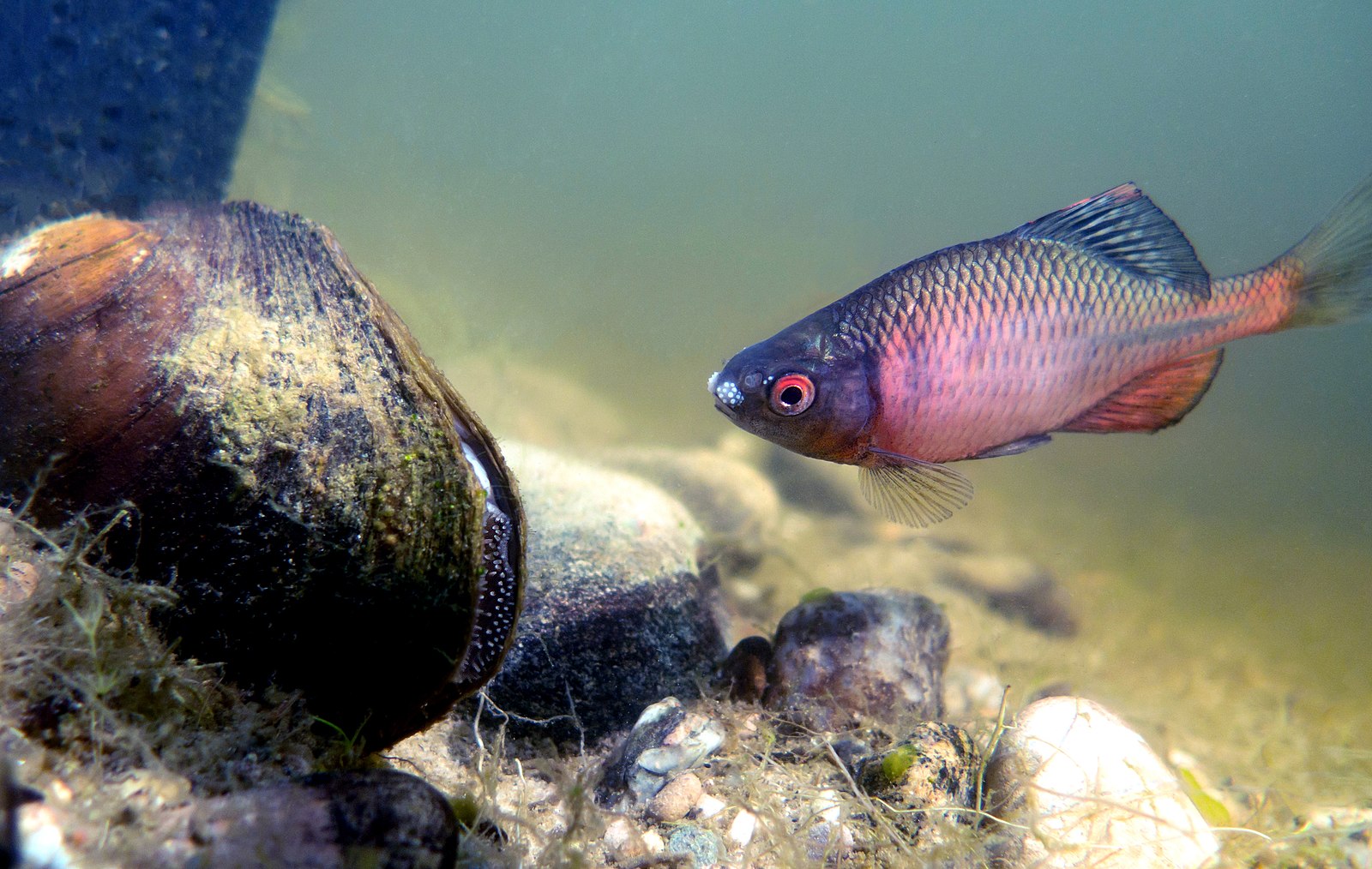 Bitterling | Blühendes Österreich