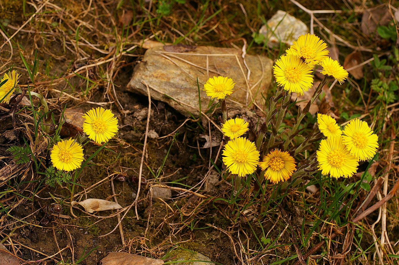 Huflattich | Blühendes Österreich