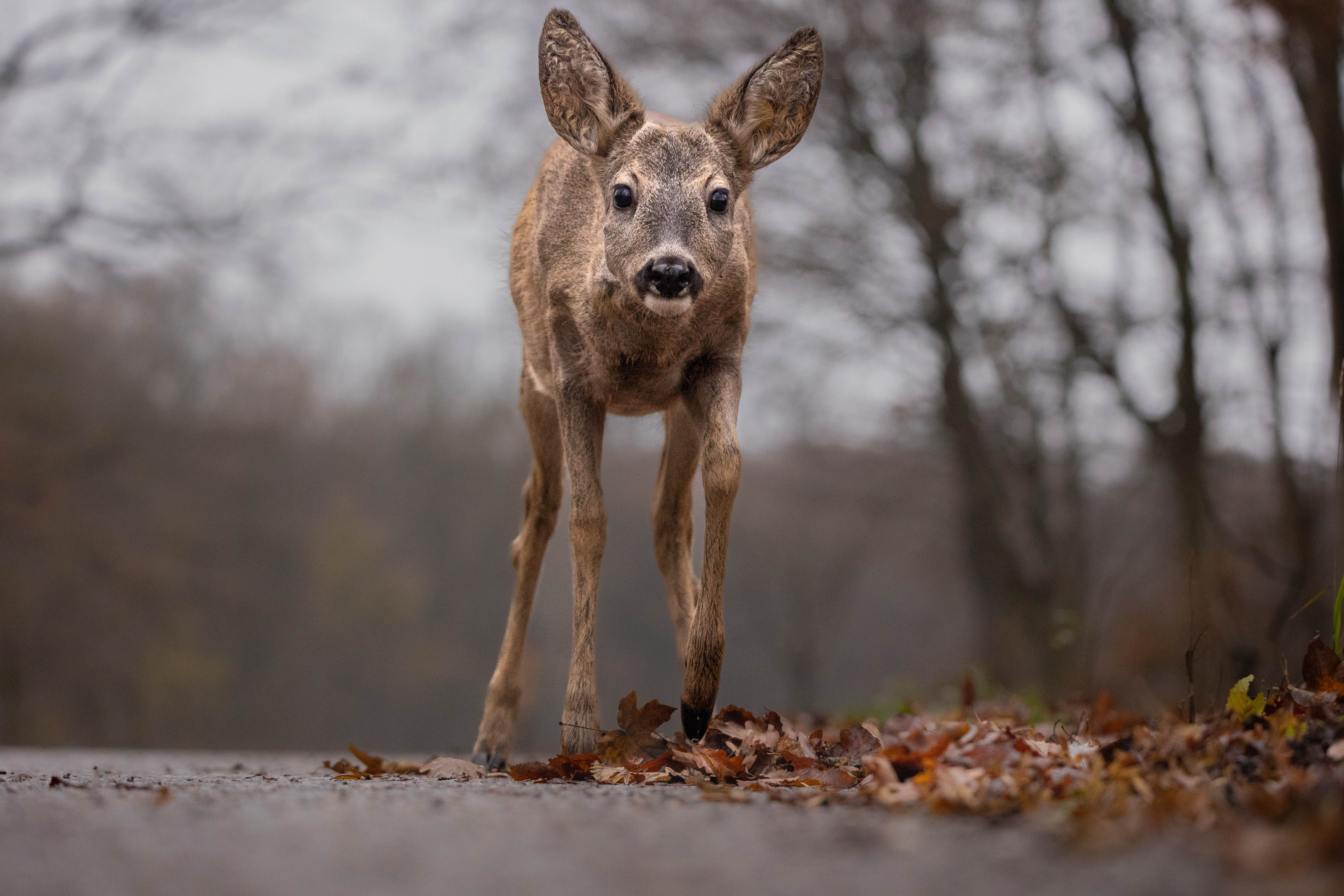 Wildtieren auf der Spur | Naturpark Purkersdorf-Sandstein-Wienerwald ...