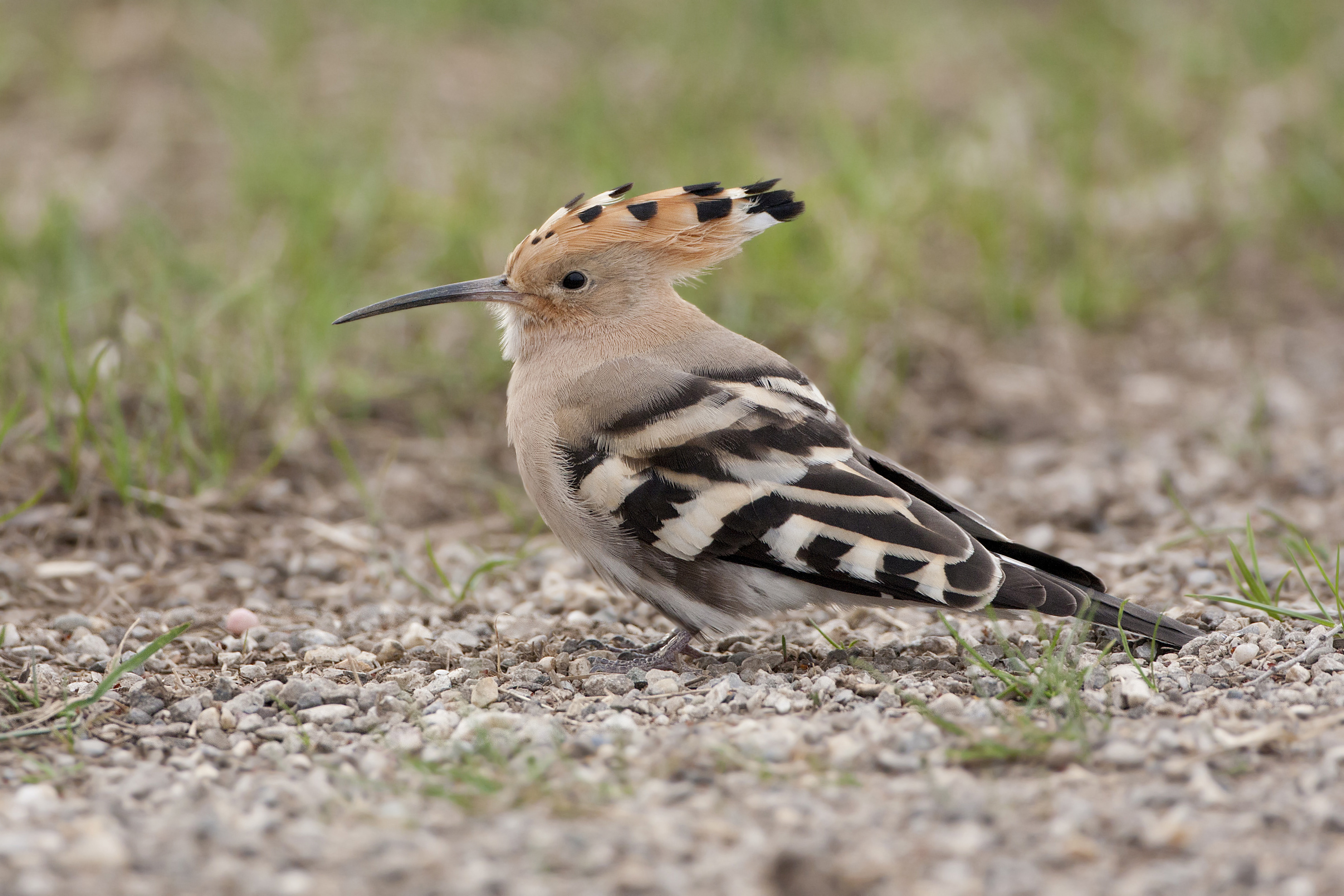 Wiedehopf-Gebiet Rechnitzer Weingebirge | Birdlife | Blühendes Österreich
