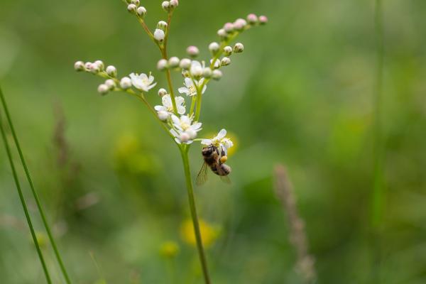 Wiesen im Wienerwald Biodiversität schützen | Biosphärenpark Wienerwald ...