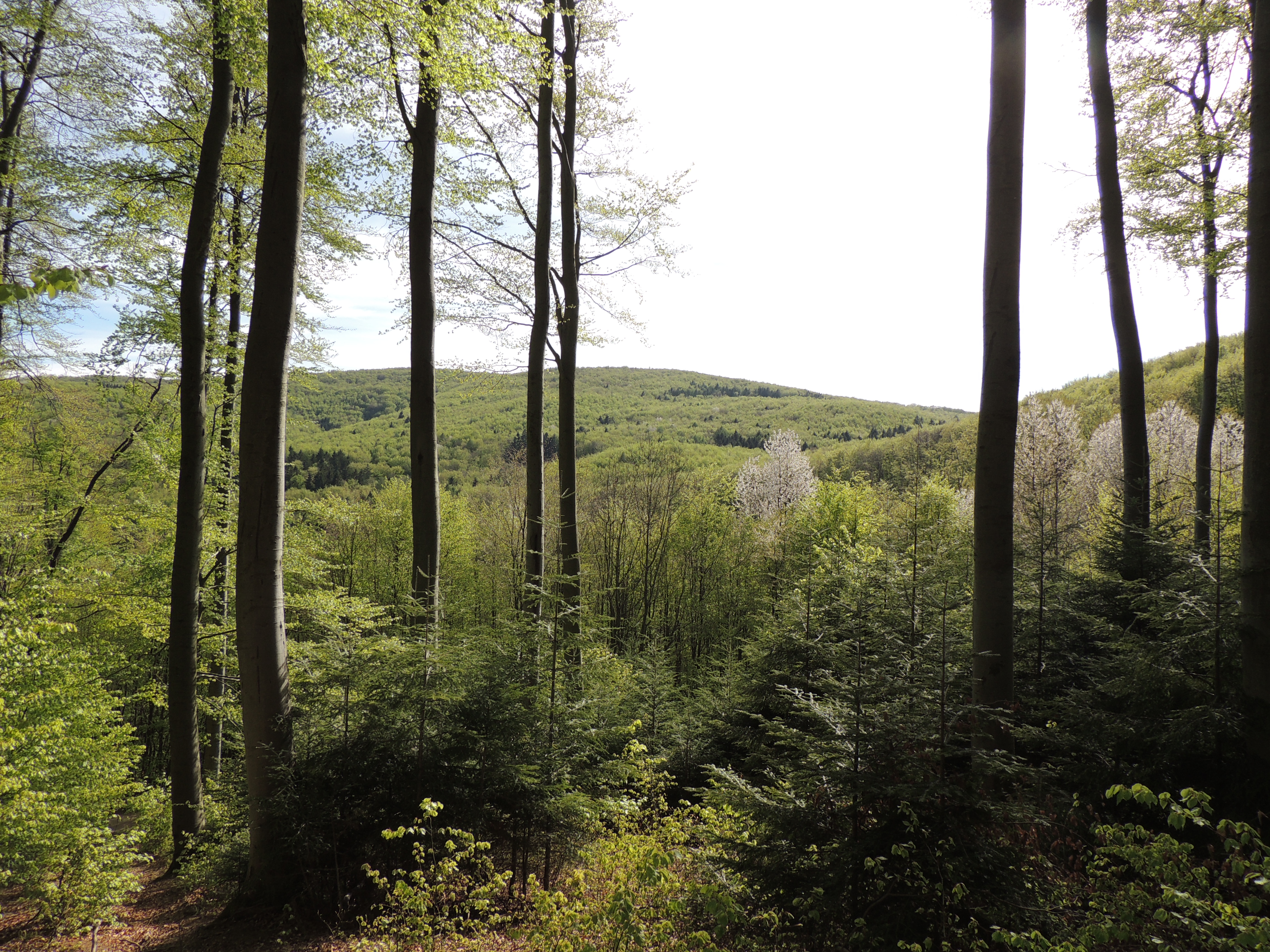 Wienerwald im Klimawandel | Österreichische Bundesforste - Forstbetrieb ...