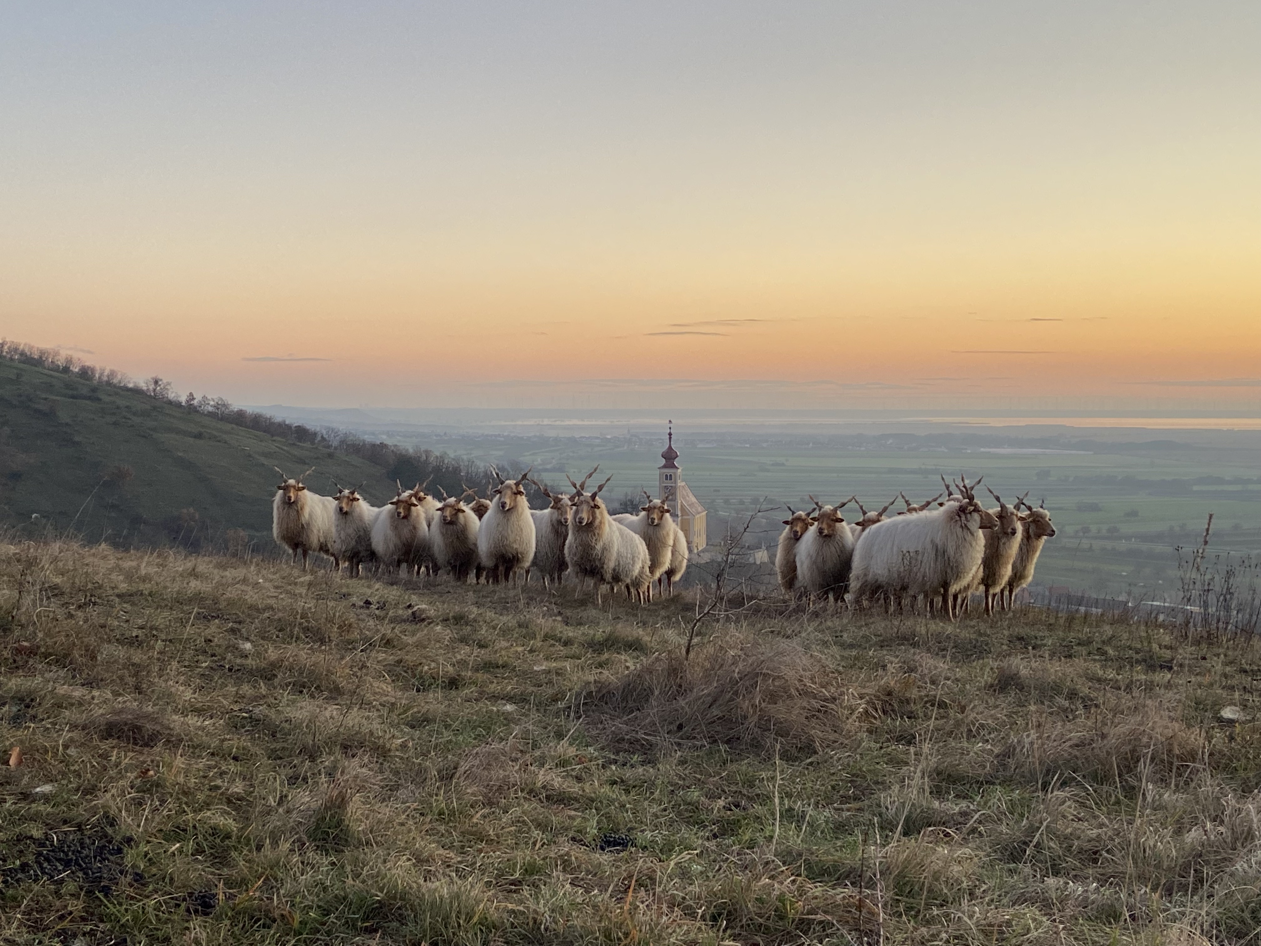 Aktuelles | Blühendes Österreich