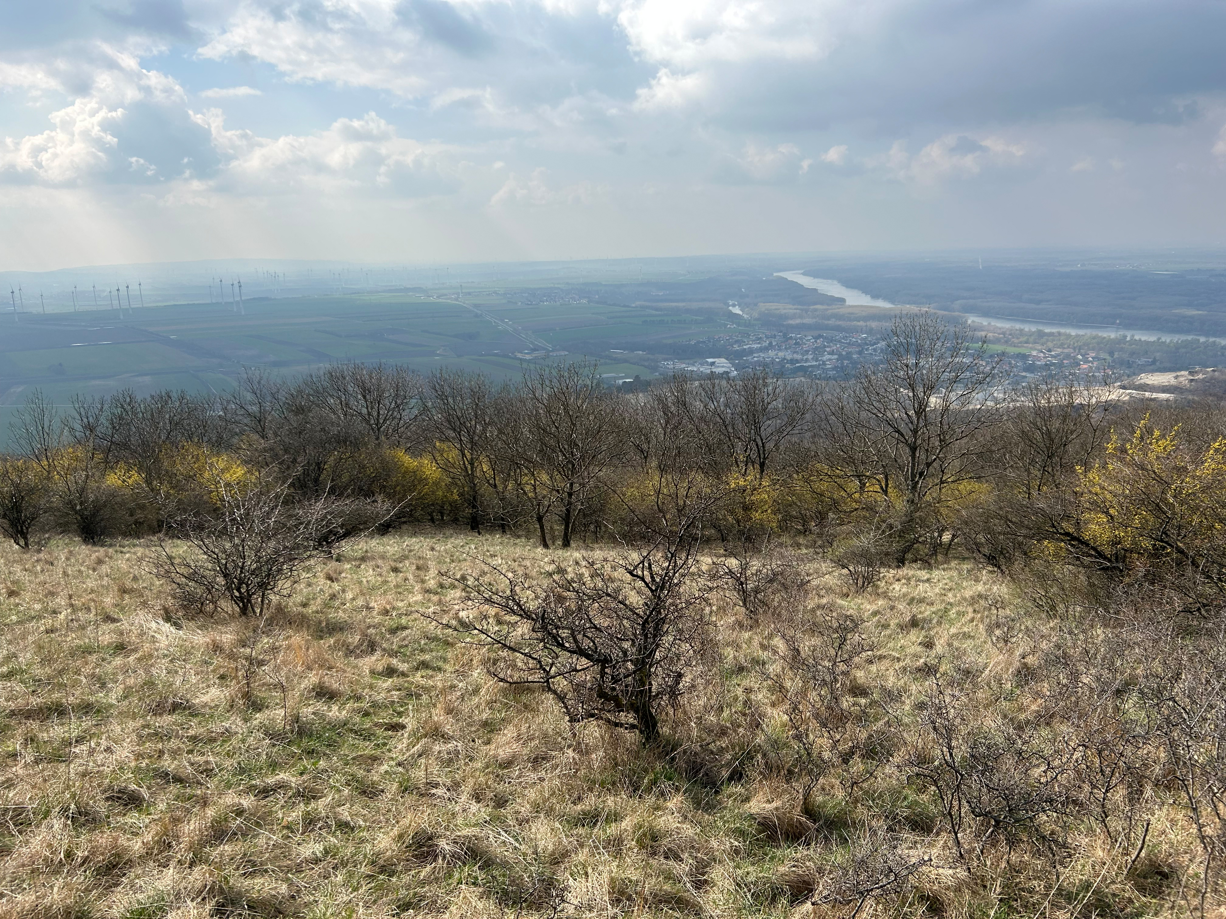 Rinderbeweidung am Hundsheimer Berg, Niederösterreich | Blühendes ...