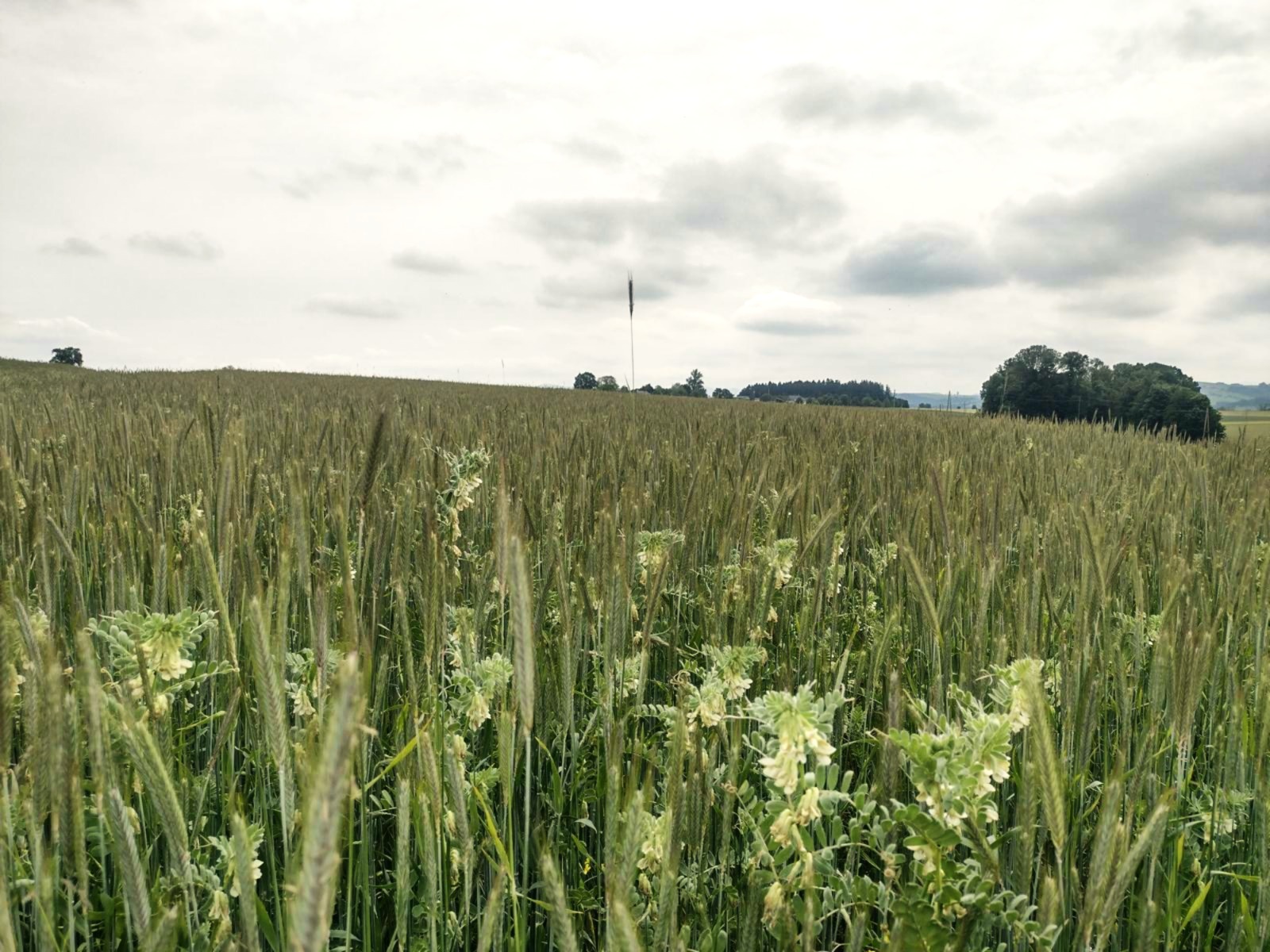 Online Küchentischgespräch "Untersaat und Biodiversitätsflächen im BIO ...