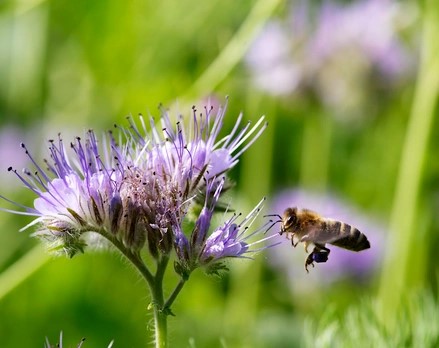 Gärten für Schmetterlinge, Bienen, Hummeln & Co | Natur im Garten ...