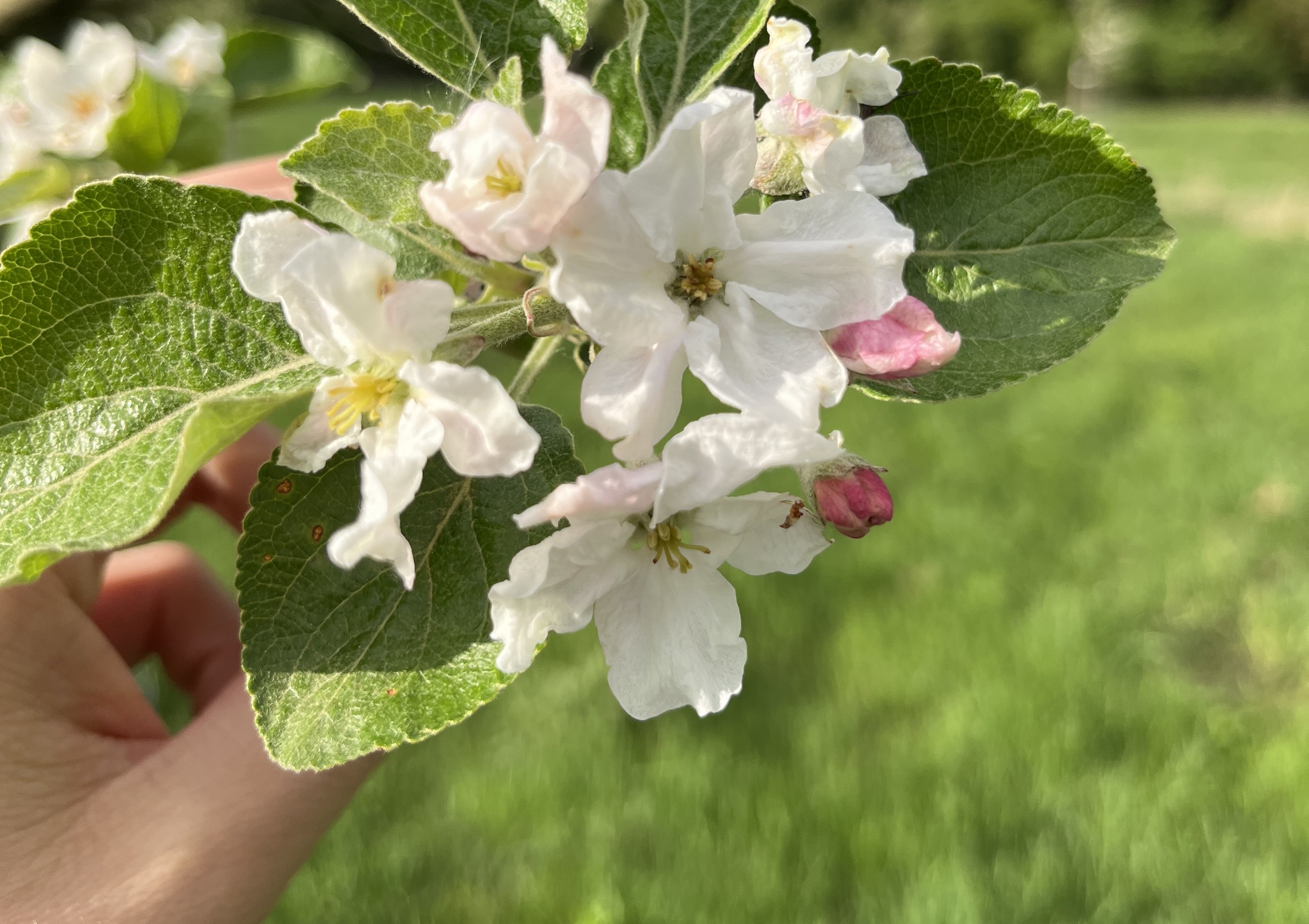 Baum für Baum die Vielfalt sichern: Eine Streuobstwiese für Stinatz ...