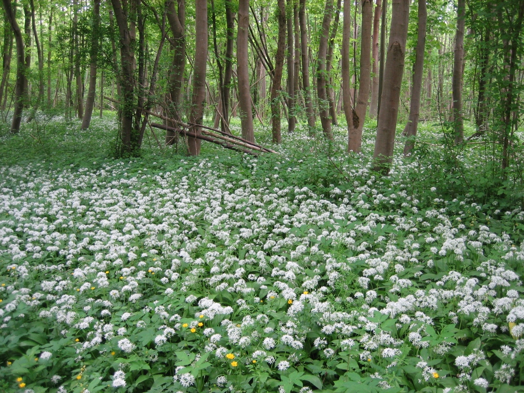 Natur erleben im Naturschutzgebiet Stockerauer Au | naturschutzakademie ...
