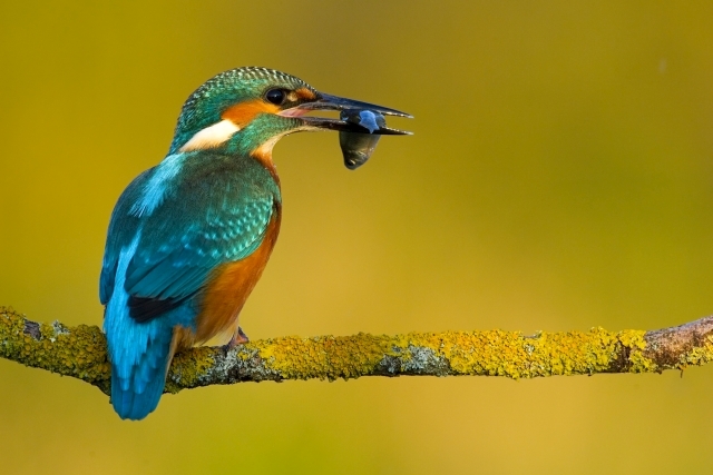 Der Eisvogel – Fließgewässer als Netzwerk für ein schillerndes Juwel ...