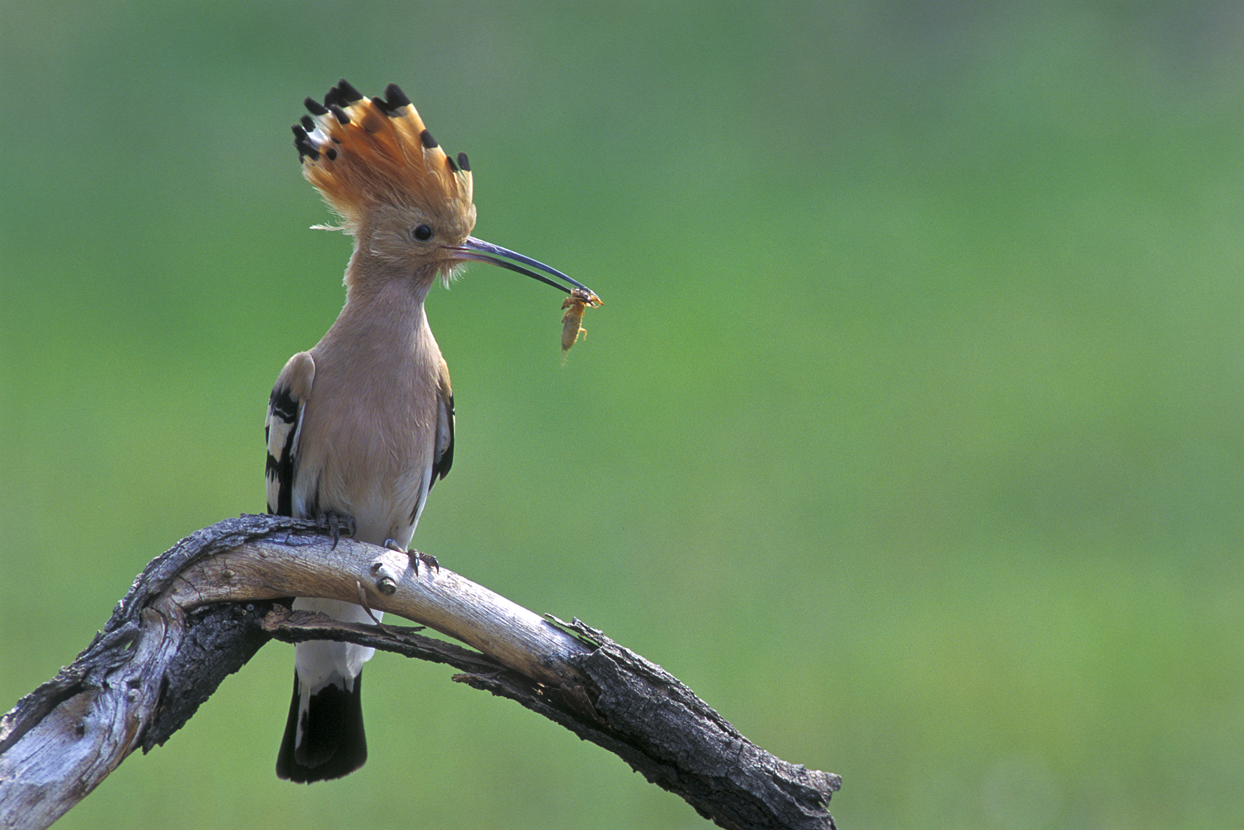 Die bunte Vogelwelt des Naturparks-Winterliche Überlebensstrategien der ...