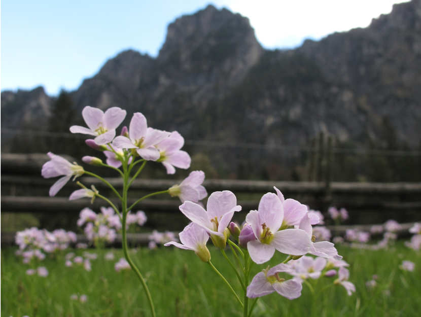Flora und Fauna der Alpen | Österreichischer Alpenverein | Blühendes ...