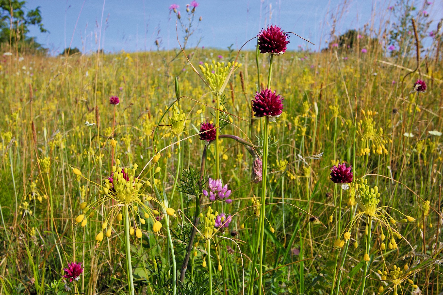 Symposium - Biodiversität und Klimaschutz: Wege, Ziele und Erfolge ...