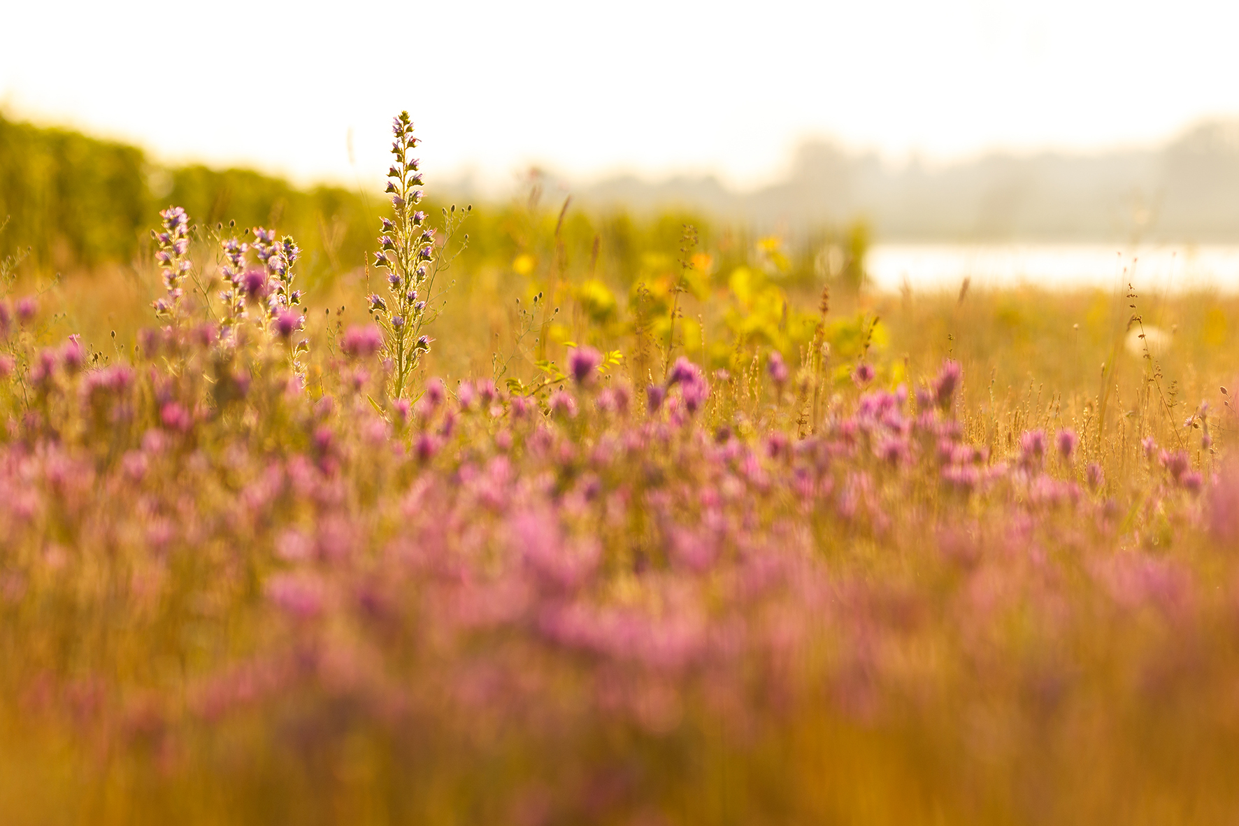 Blütenmeer im Seewinkel | Nationalpark Neusiedler See - Seewinkel ...