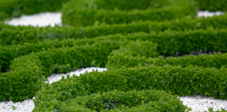 Webinar - Der Buchsbaum | Natur im Garten | Blühendes Österreich