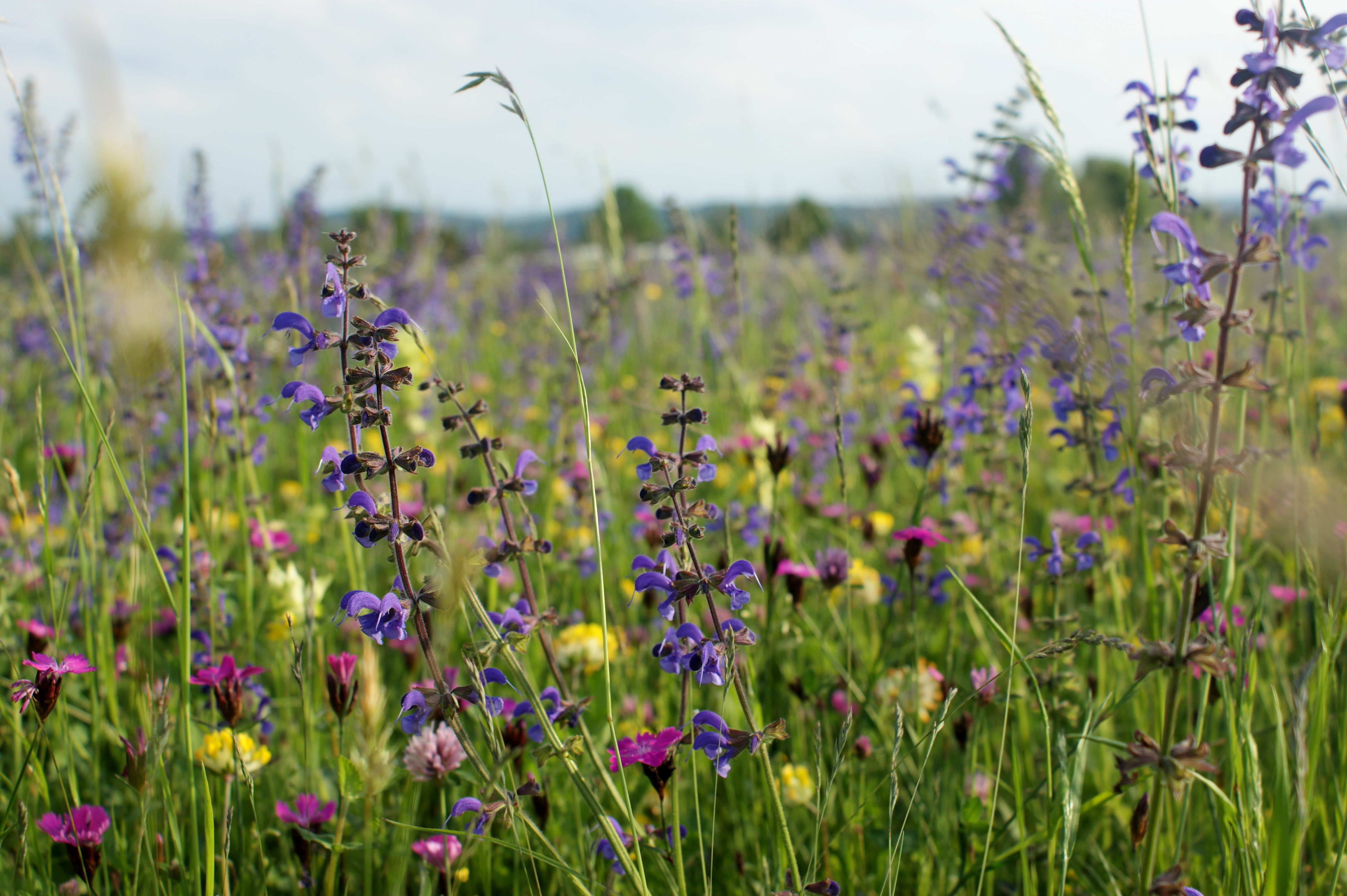Wilde Blumen braucht das Land | Naturpark Obst-Hügel-Land | Blühendes ...