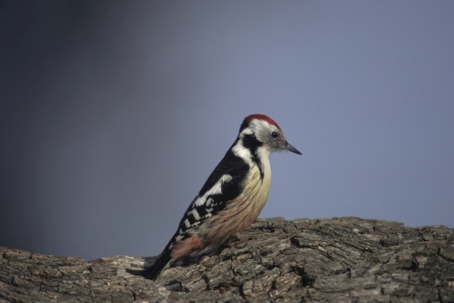 Spechte im Auwald | Birdlife | Blühendes Österreich