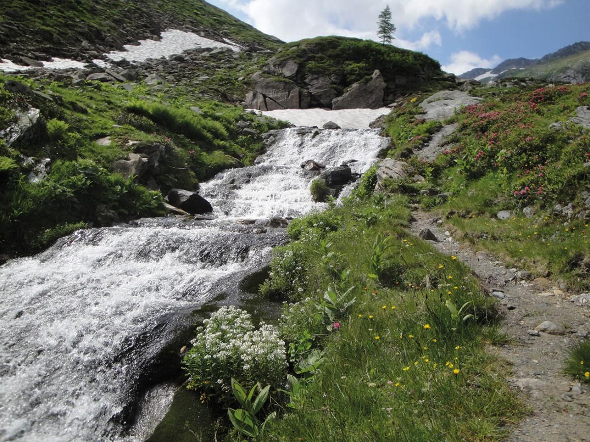 Zum Mur-Ursprung | Nationalpark Hohe Tauern | Blühendes Österreich