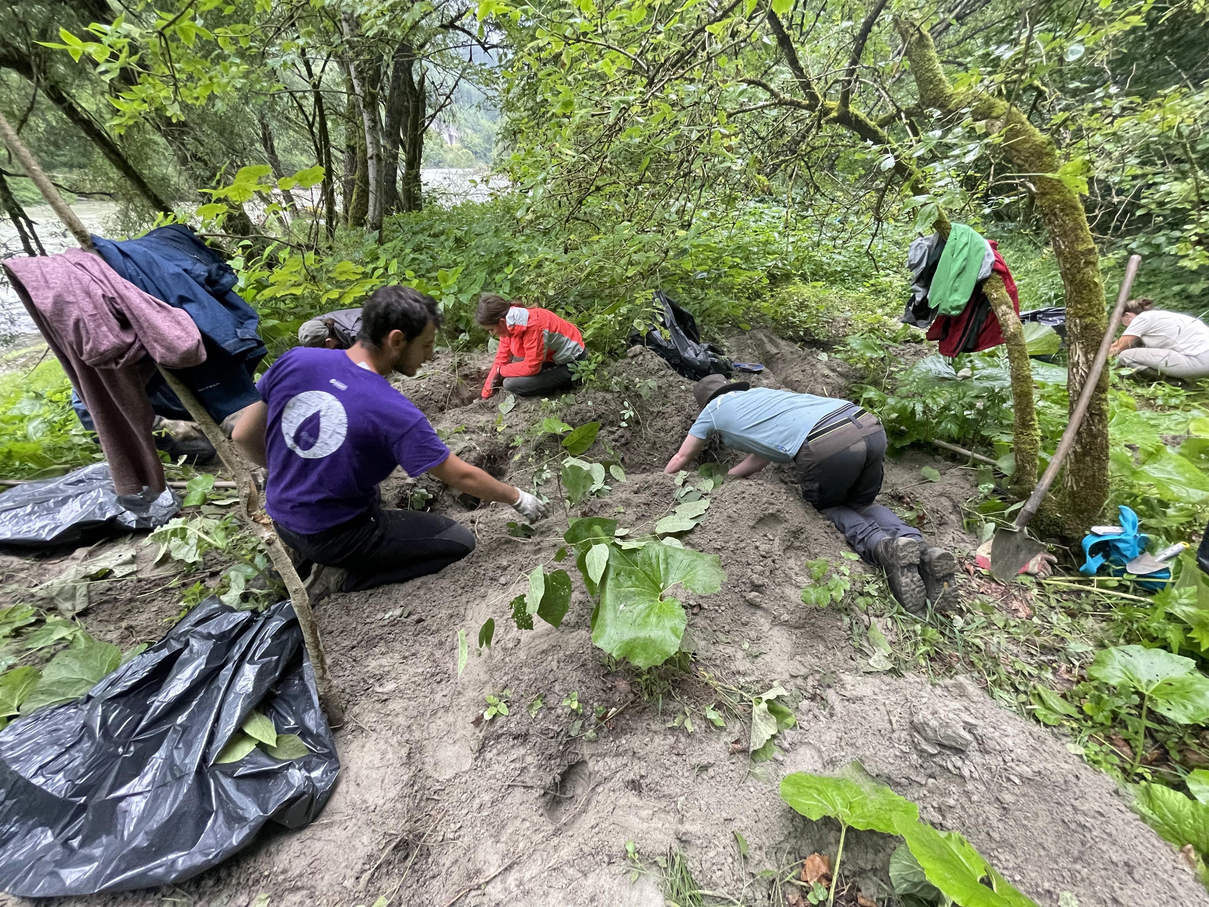 Invasive Aliens Action Days - Internationales Workcamp im Nationalpark ...