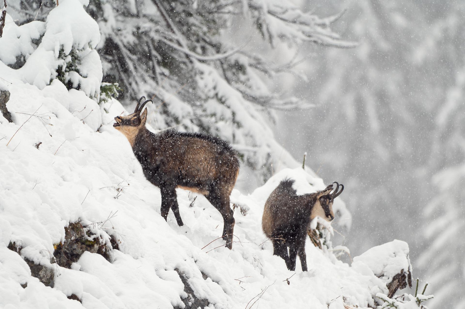 Faszination Gamsbrunft | Nationalpark Kalkalpen | Blühendes Österreich
