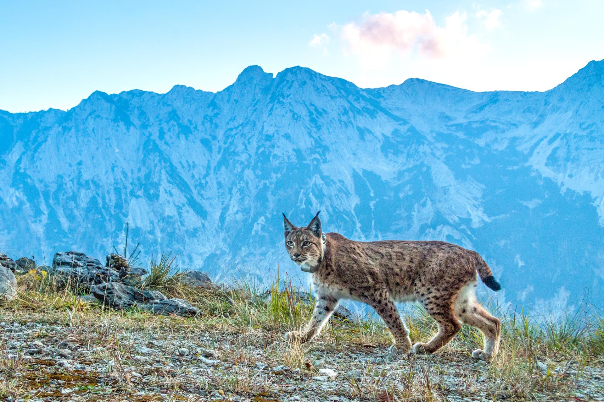 Dem Luchs auf der Spur | Nationalpark Kalkalpen | Blühendes Österreich