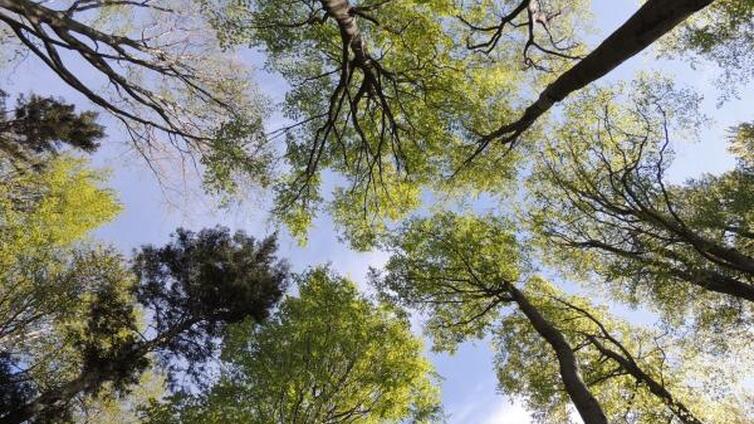 Science Summer - Fokus Wald | Biosphärenpark Wienerwald | Blühendes ...