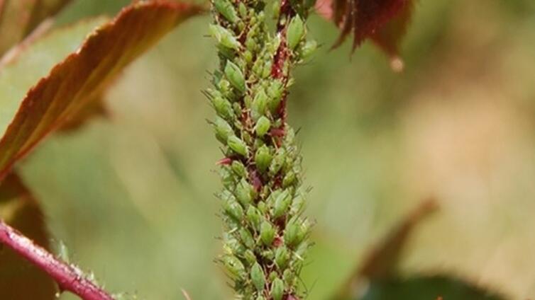 Webinar - Die Blattlaus | Natur im Garten | Blühendes Österreich