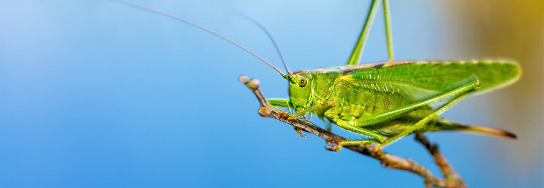 Vom Schrecken und Springen - Heuschrecken in Österreich | Blühendes ...