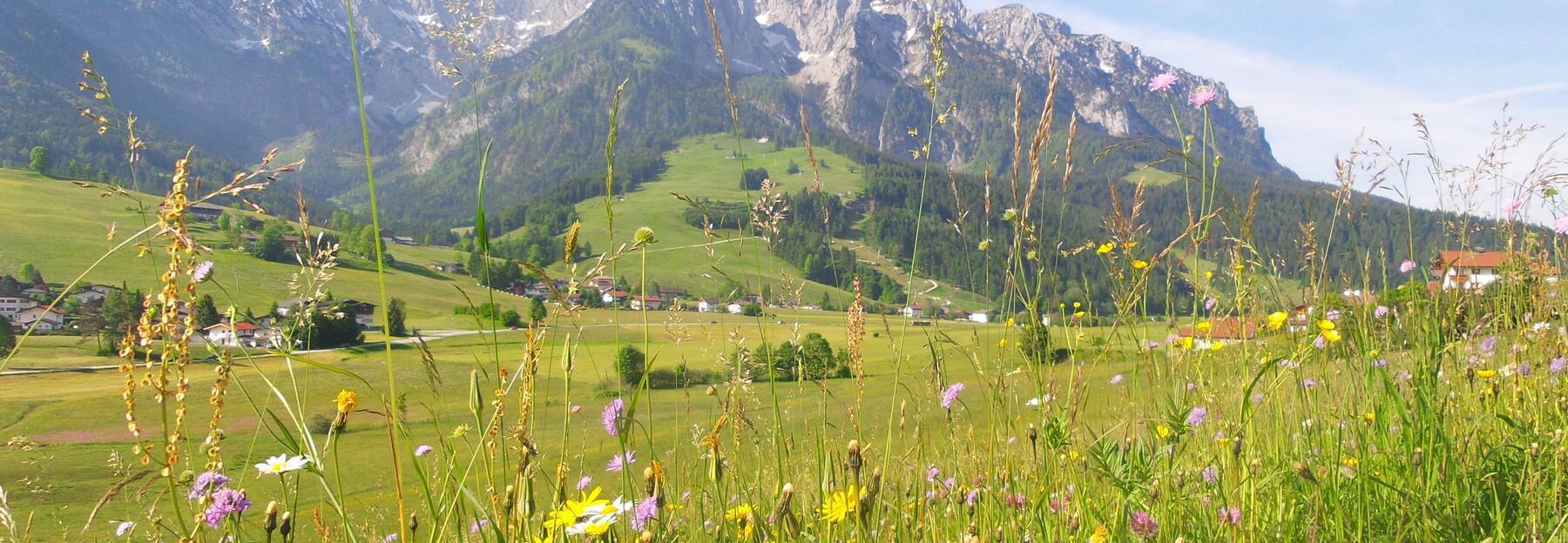 Bergmähder / Bergwiese | Blühendes Österreich