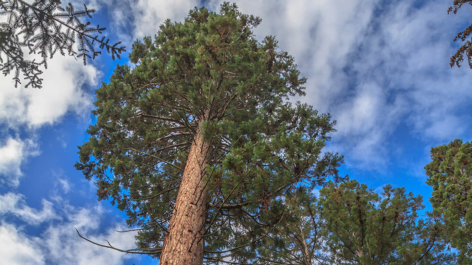 10 Nadelbäume, die man kennen muss - Blühendes Österreich