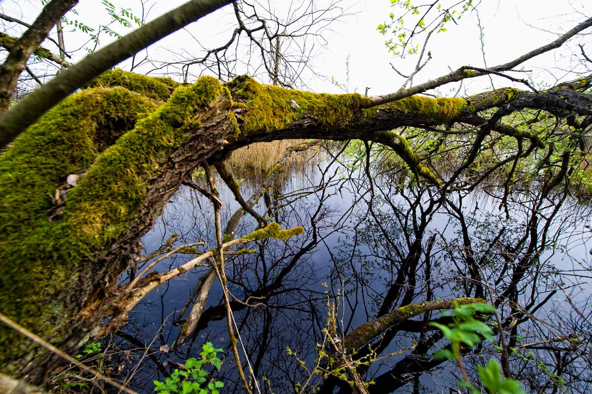 Entstehung von Torf - Blühendes Österreich