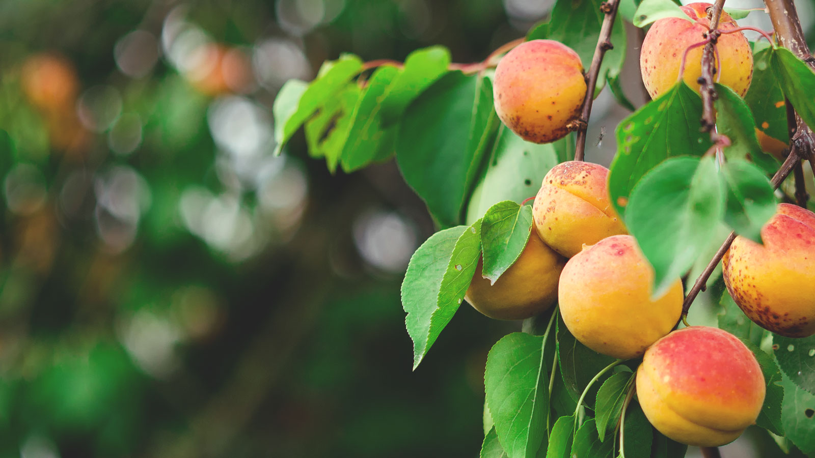 Marillen Rezepte von süß bis pikant: So kochst du alle ein! - Blühendes ...