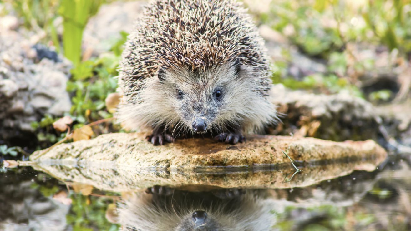 Tier des Monats: Der Igel - Blühendes Österreich
