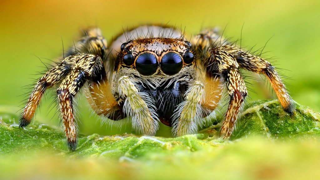HEIMISCHE SPINNEN: 8 BEINE 8 AUGEN 8 ARTEN - Blühendes Österreich