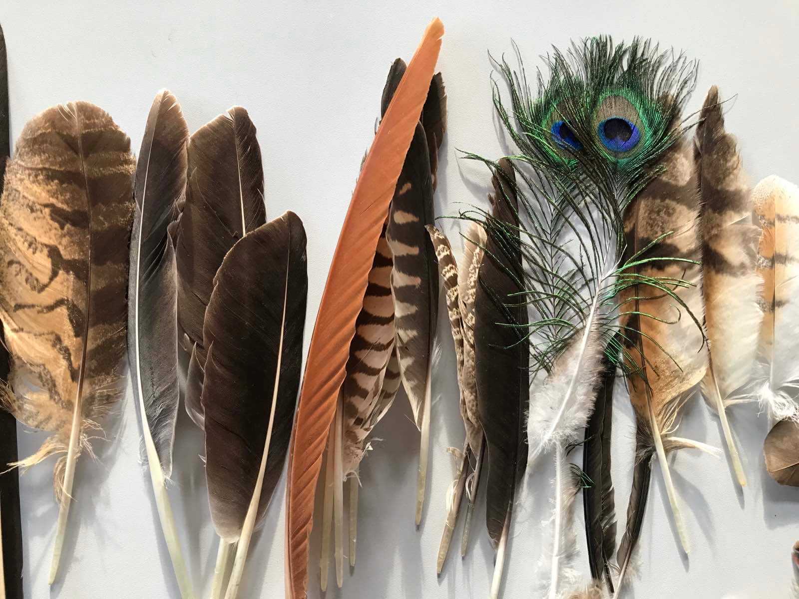 Die wunderbare Welt der Federn - 6 Tipps zum Federbestimmen - Blühendes ...